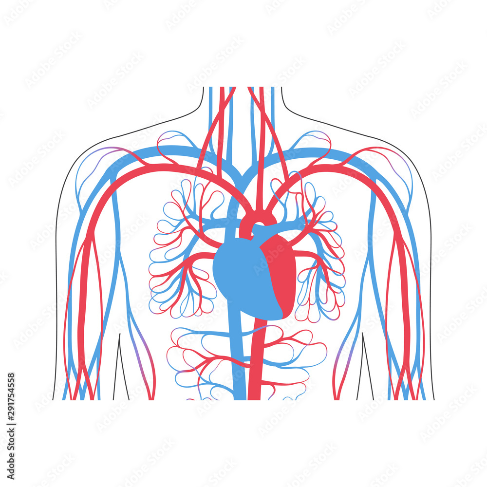 circulatory system anatomy Stock Vector | Adobe Stock