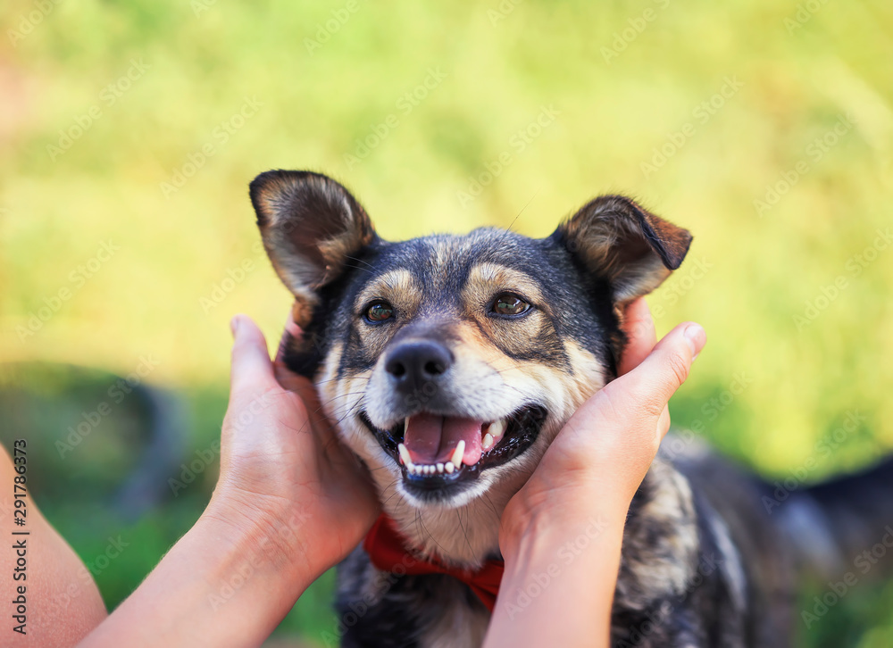 human hands stroking behind the ears cute a brown rather smiling dog in ...