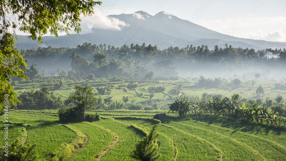 View of a volcano and rice fields Stock Photo | Adobe Stock