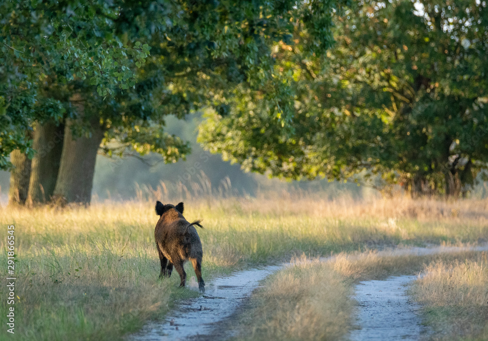 Boar running away from hunters Stock Photo | Adobe Stock