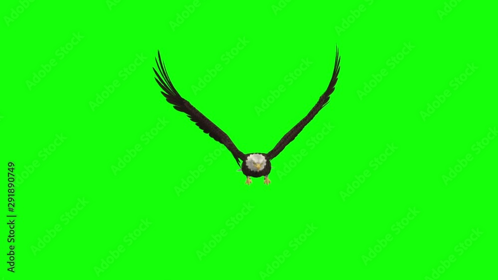 American Bald Eagle raptor bird of prey at flying cycle loop. Aerial ...