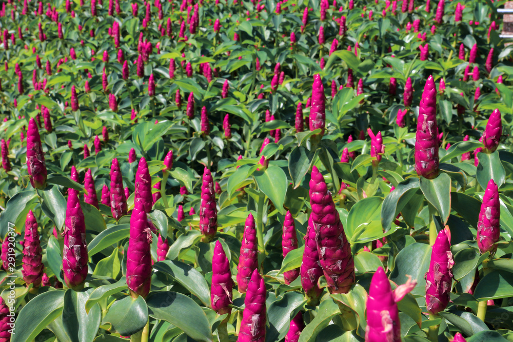 Zingiber zerumbet is a red flower that resembles a pod. Stock Photo ...