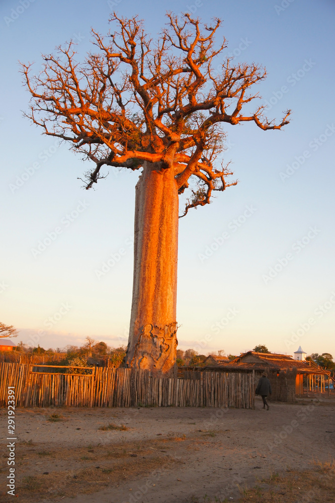 Crown of Roots Boab African Boab Tree Grand Tall Stock Photo | Adobe Stock