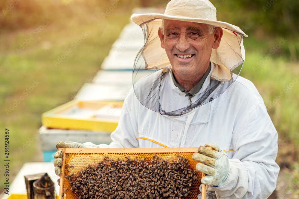Beekeeper is working with bees and beehives on the apiary. Stock Photo ...