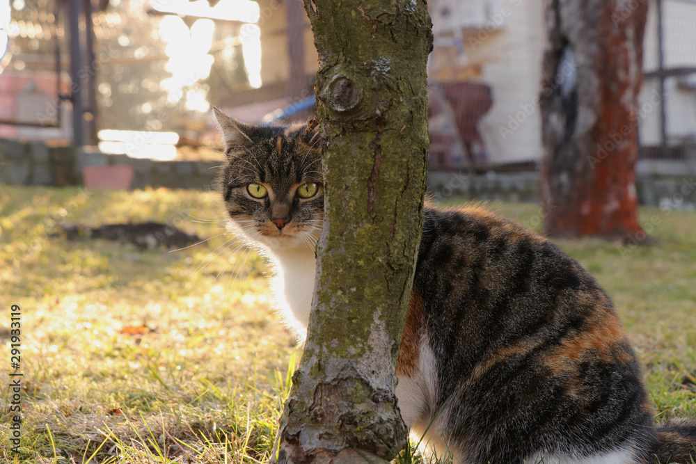 Cat Behind The Tree