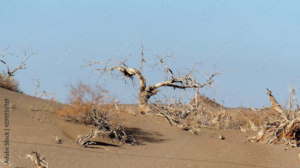 Dead populus euphratica trees in dead tree forest desert on the blue ...