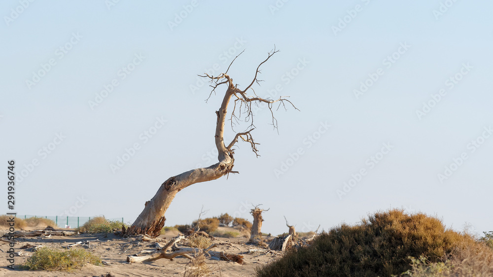 Dead populus euphratica trees in dead tree forest desert on the blue ...