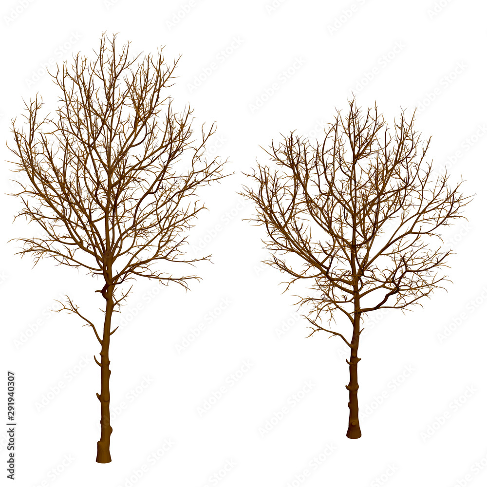 Set with two trees without leaves. Brown tree side view and isometric ...