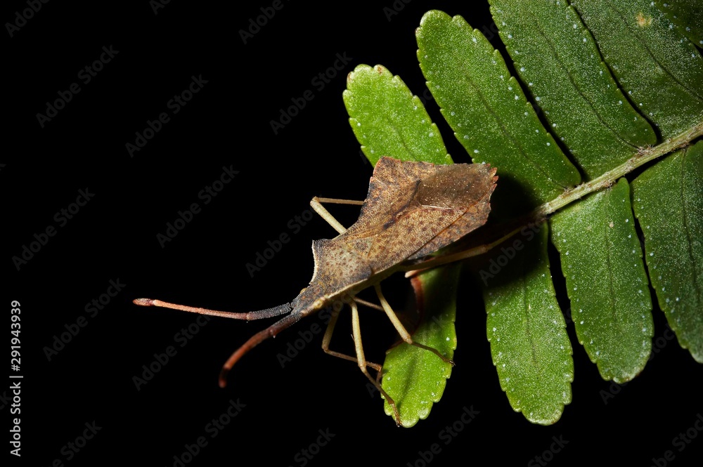 Insecto sobre folha de feto Stock Photo | Adobe Stock