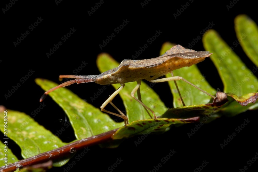 Insecto sobre folha de feto Stock Photo | Adobe Stock