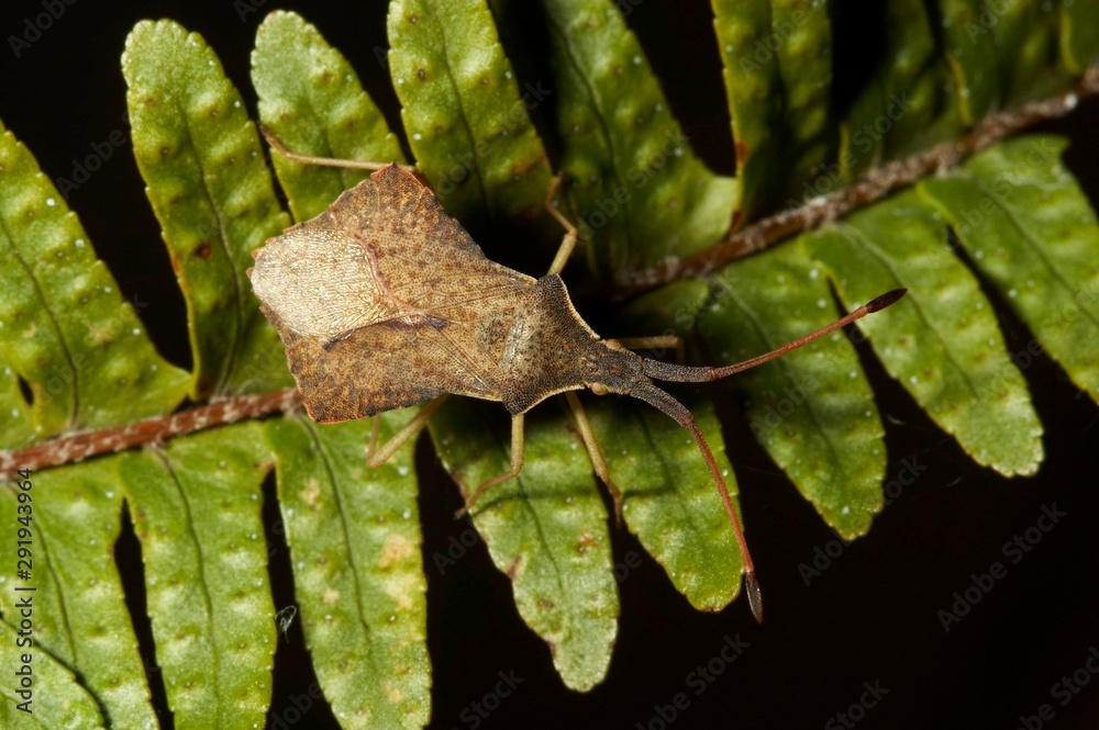 Insecto sobre folha de feto Stock 写真 | Adobe Stock