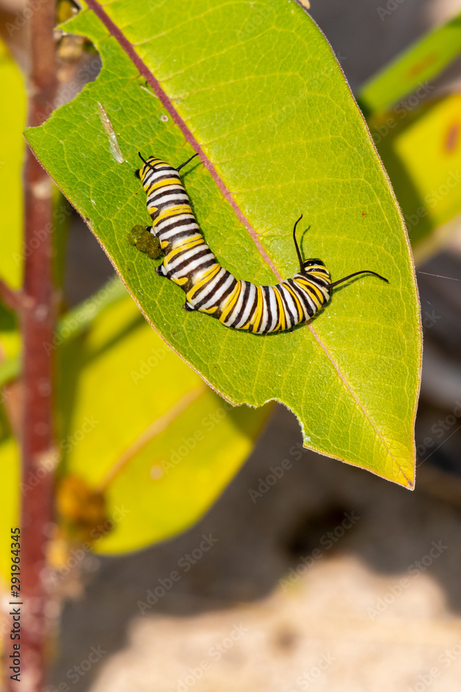 Monarch Butterfly (Danaus plexippus) Larvae caterpillar on Milkweed ...