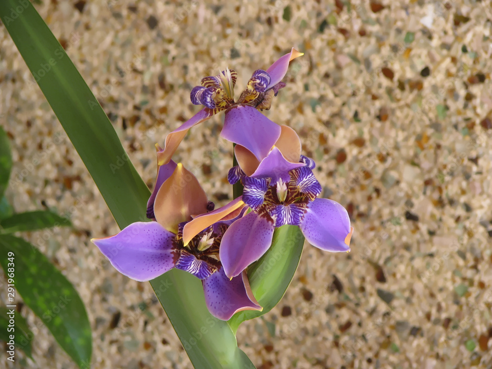 Blue walking Iris / Neomarica Caerulea Regina - This flower is also ...