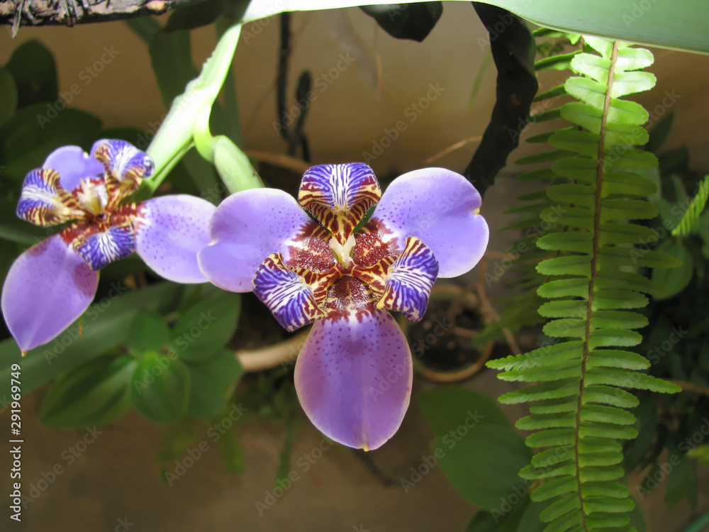 Blue walking Iris / Neomarica Caerulea Regina - This flower is also ...