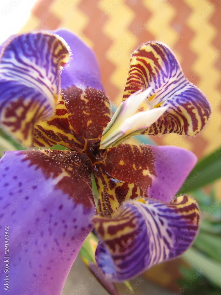Blue walking Iris / Neomarica Caerulea Regina - This flower is also ...