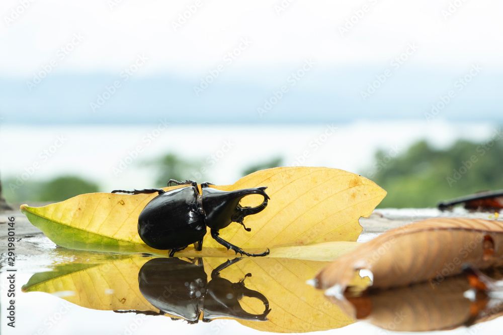 Insects, beetles and water reflection leaves Stock Photo | Adobe Stock