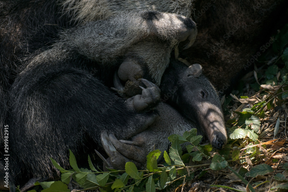 Oso hormiguero gigante con su jóven cría foto de Stock | Adobe Stock