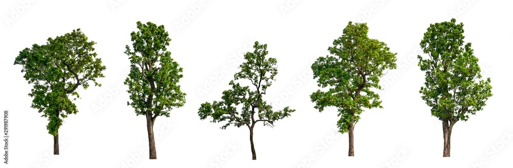 isolated tree Collection on White Backdrop Stock Photo | Adobe Stock