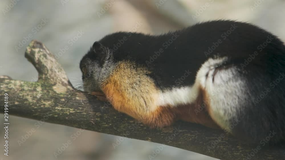 Sleeping Prevost's squirrel also known as or Asian tri-colored squirrel ...