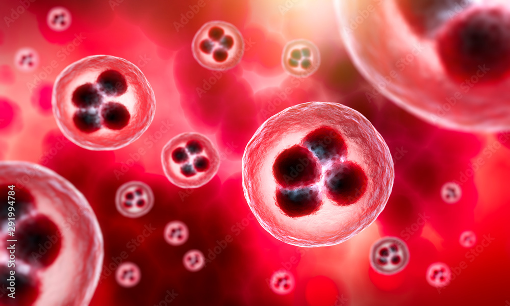 Human cell division - scientific background - 3D illustration Stock ...