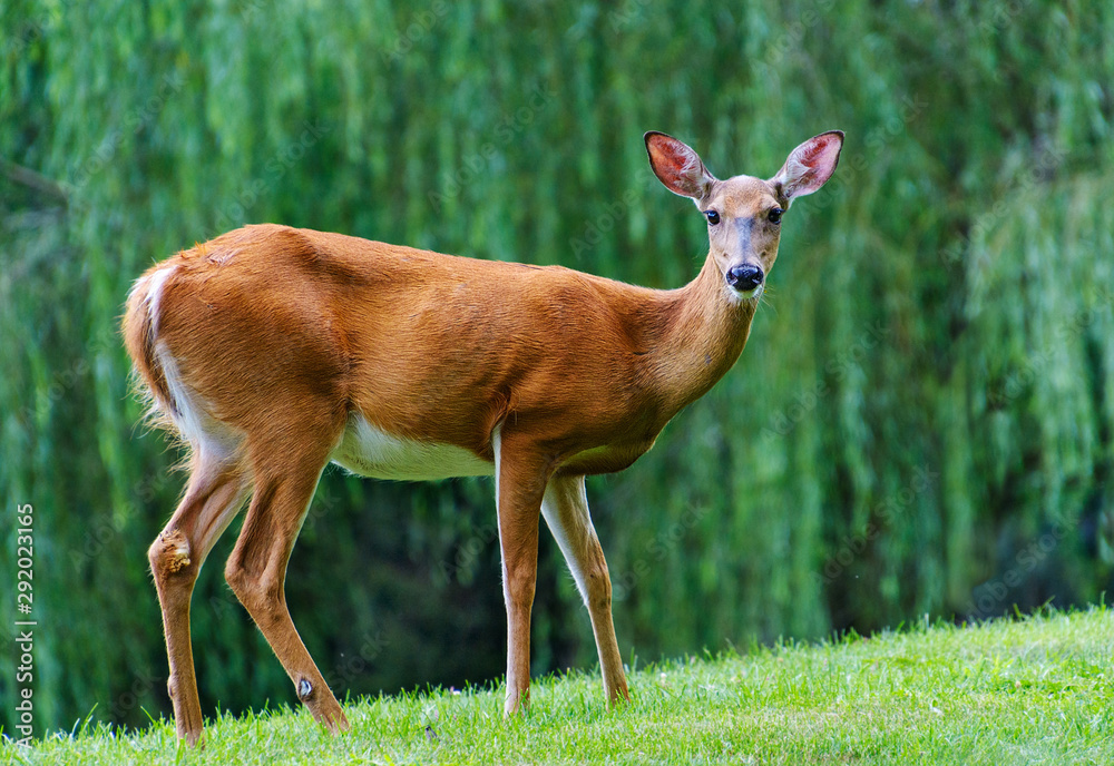 White Tailed Deer Doe