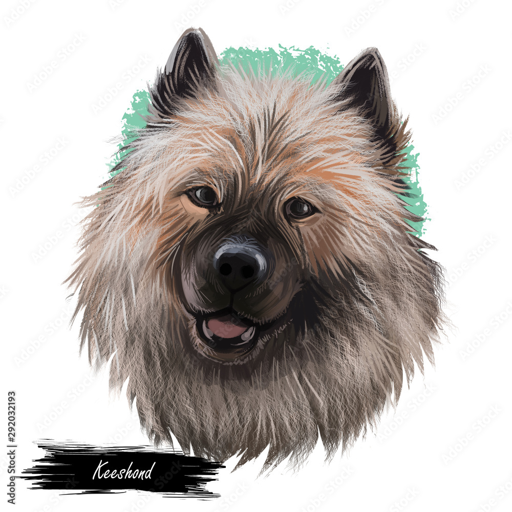 Keeshond, Dutch Barge Dog, German Spitz dog digital art illustration ...