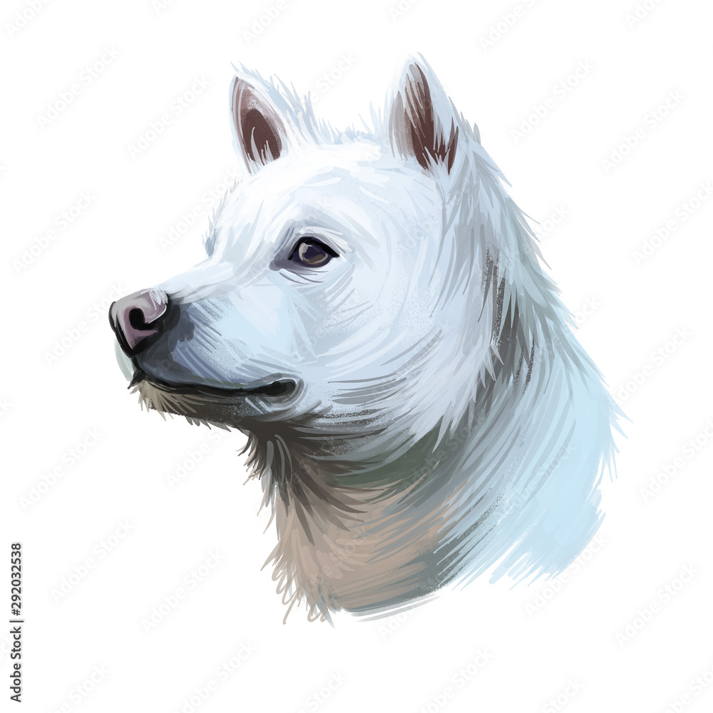Kishu Ken, Kishu-Ken, Kishu-Inu, Kishu dog digital art illustration ...