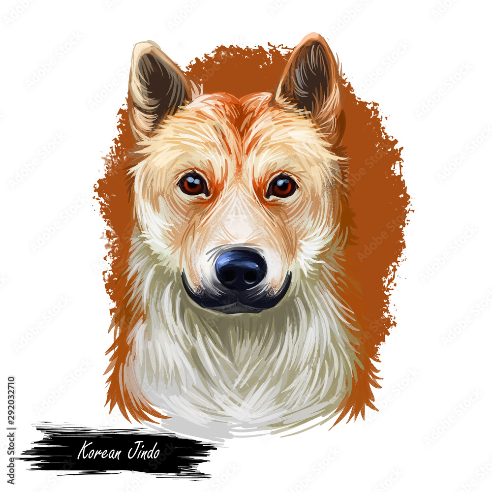Korean Jindo, Jindo, Chindo, Jindo Gae, JindoGae dog digital art ...