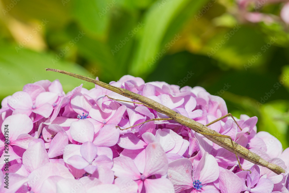 Phasmatodea, The plasmids are an order of neoptera insects, commonly ...