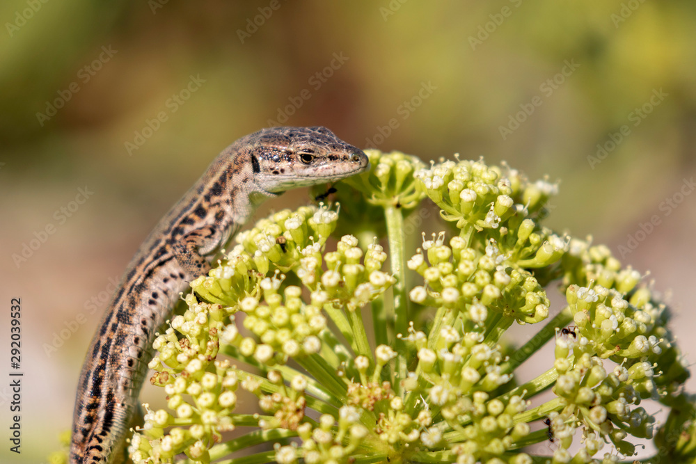 The Italian wall lizard on a remote island of Palagruža in Croatian ...