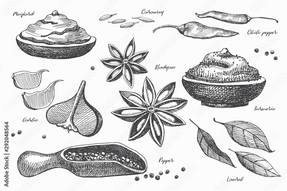 Hand drawn set of spices for cooking. Spicy spices: star anise, chili ...