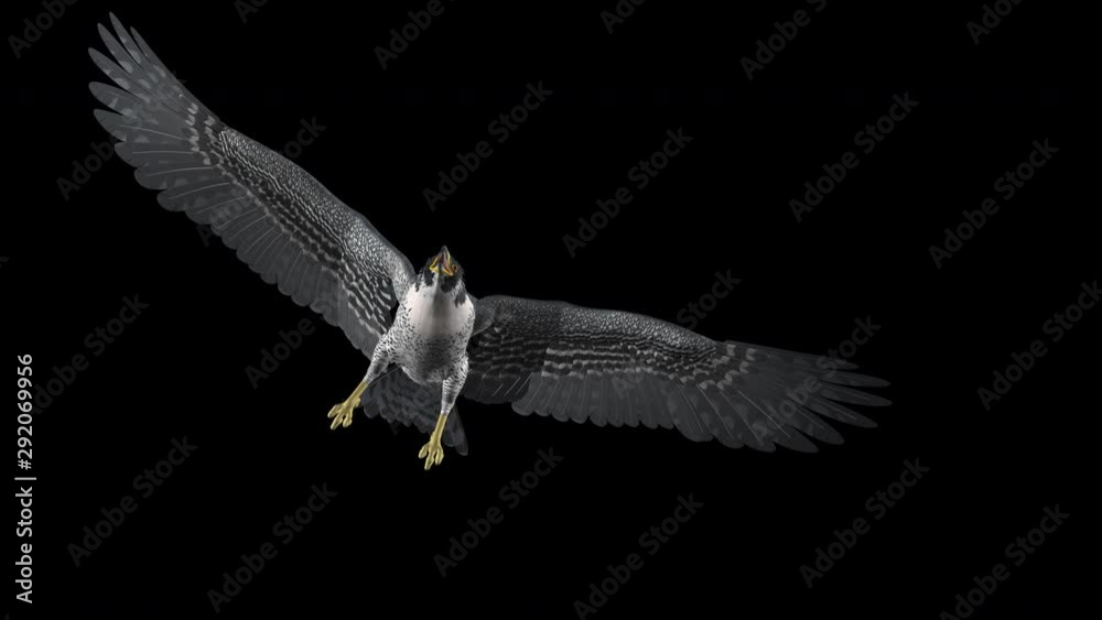 Peregrine falcon flying close from left to right corners. Realistic 3D ...