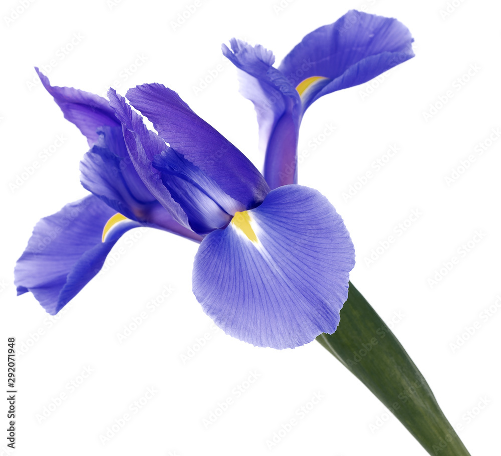 Single Blue Flower White Background | Best Flower Site