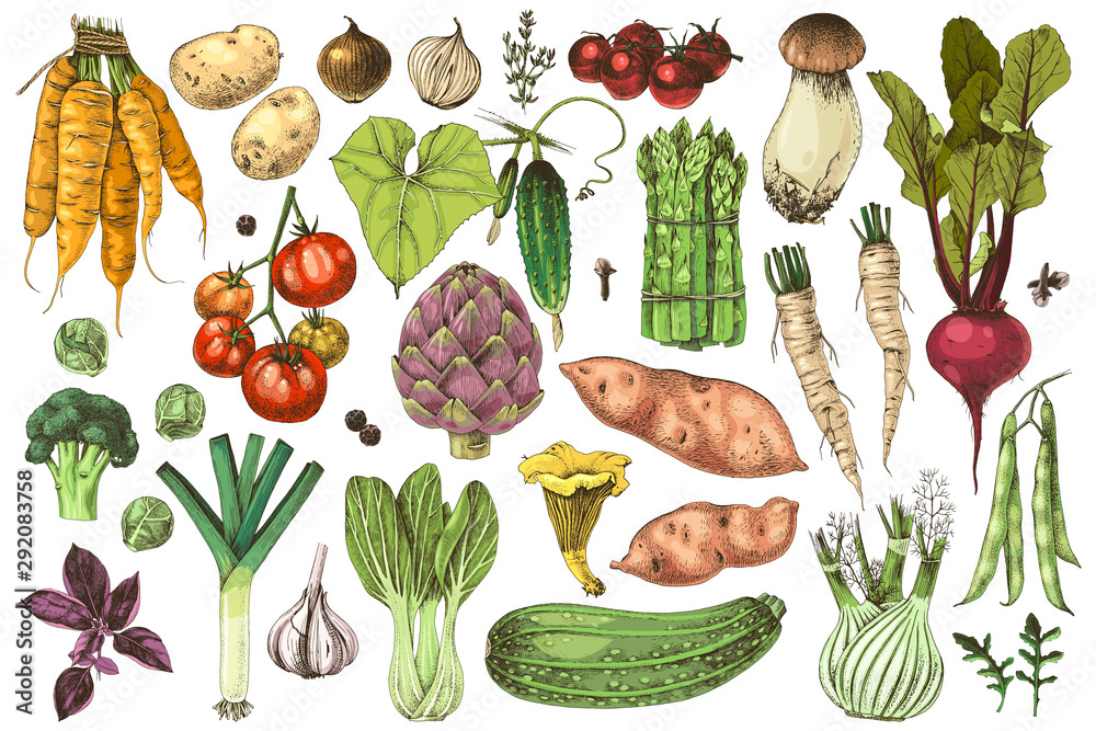 Hand drawn vegetables collection Stock Vector | Adobe Stock