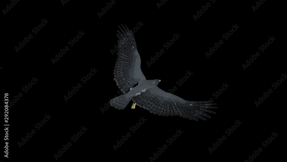 Peregrine Falcon bird of prey flying in loop with alpha channel. Top ...