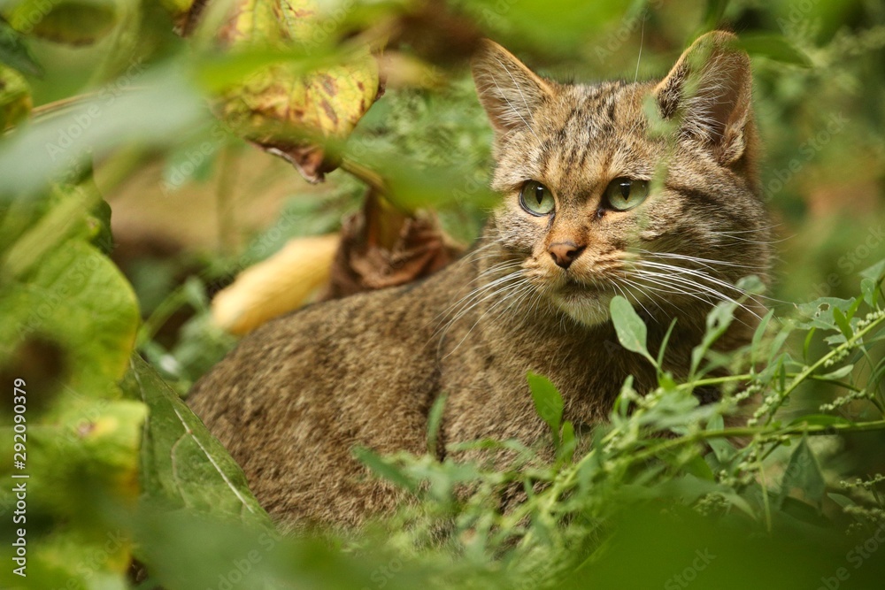 European wild cat in the lush green forest. Wild animals in the nature ...