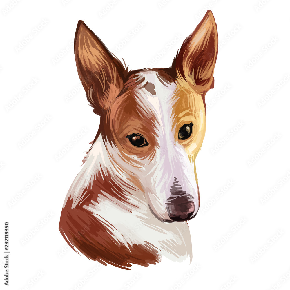 What Is A Spanish Rat Dog