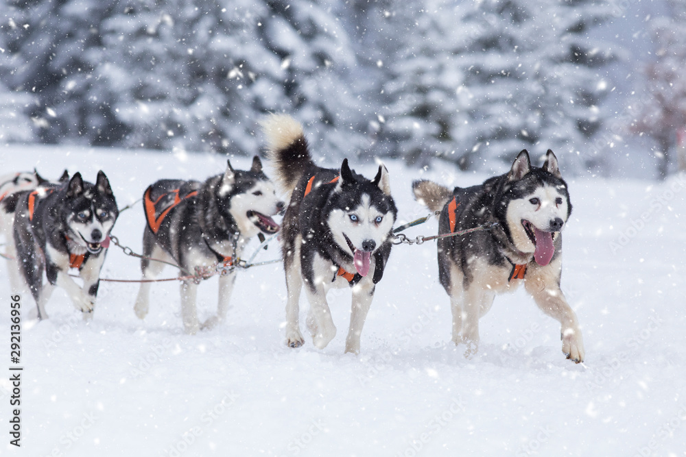 Are Malamutes Ever Used In Sled Racing