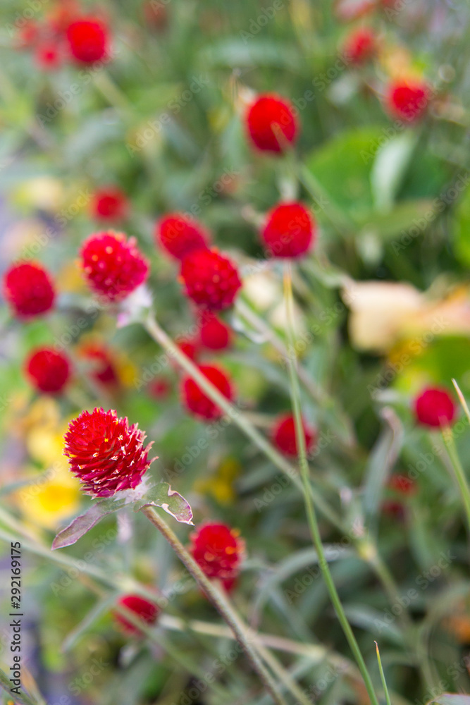 Red Allium Flower