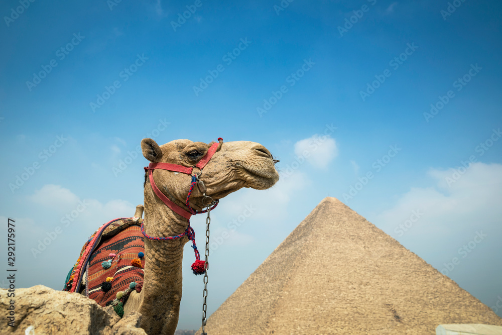 Camel tours around the great pyramid of Giza, Cairo, Egypt Stock Photo ...