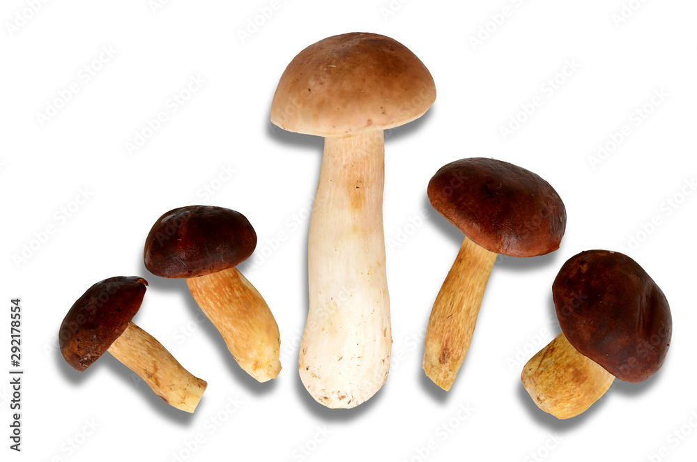 Grzyby podgrzybki kozak na białym tle z cieniem Stock Photo | Adobe Stock