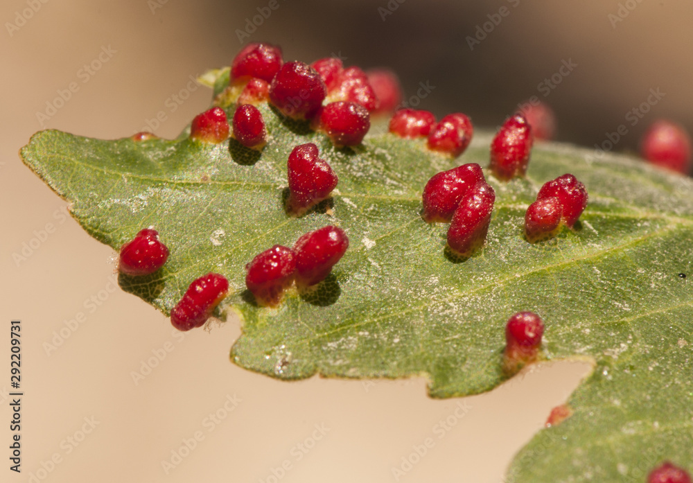 Acer opalus subsp granatensis parasitized leaf with gills of intense ...