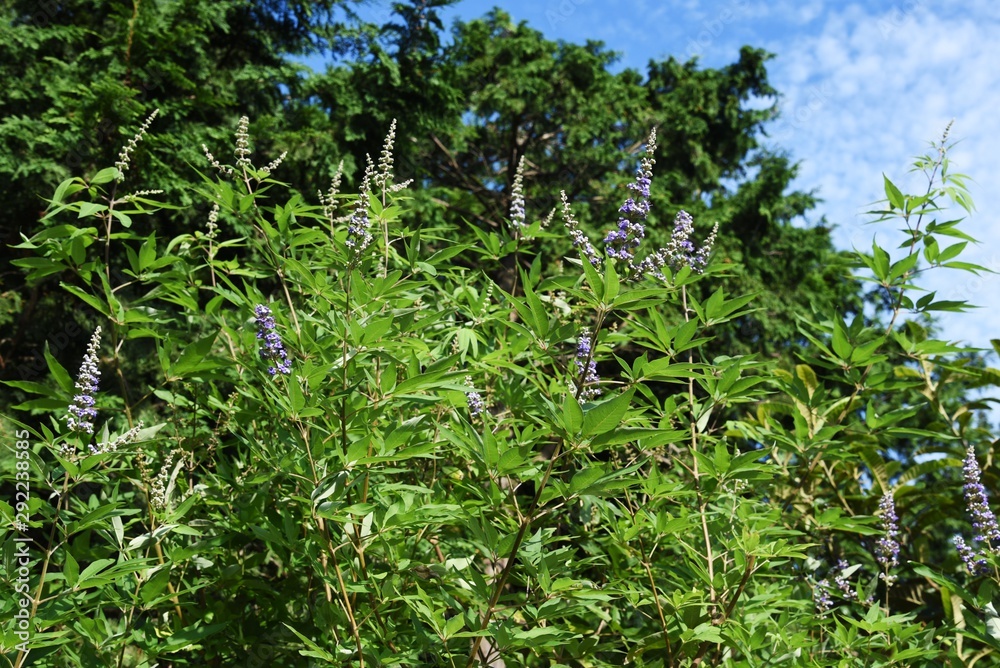 Chaste tree (Vitex agunus -castus) blooms in the summer and autumn with ...