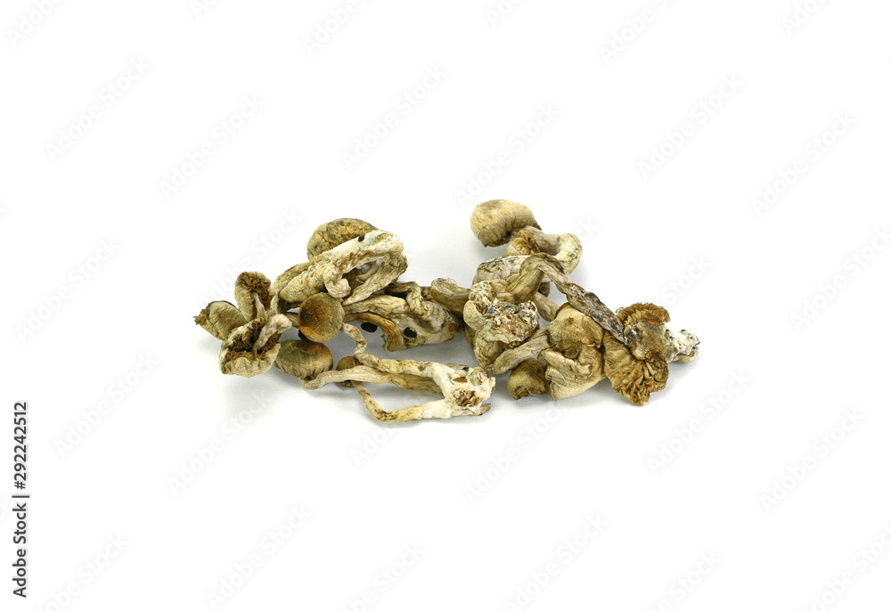 Dried Psilocybe Cubensis