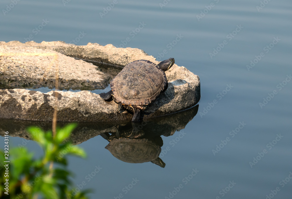 Turtles sunbathe. Sunbathing in reptiles, helps the organs of the body ...
