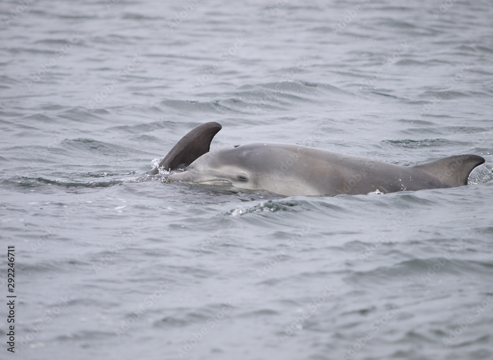 Foto de wild bottle-nose dolphins breachingwhile hunting for wild ...