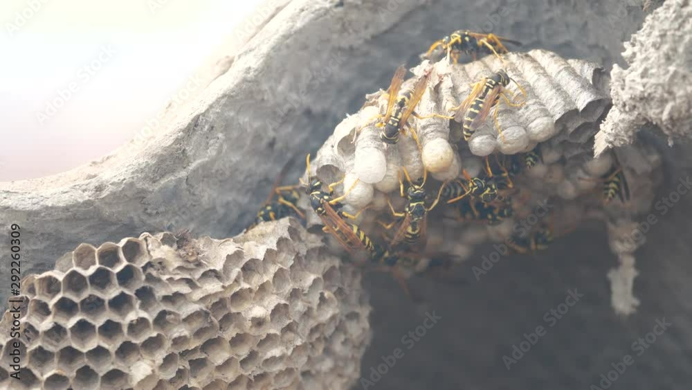 wasps under the roof of the house pests. lifestyle wasps nest. wild ...