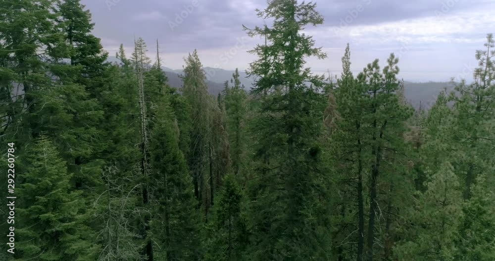 SEQUOIA NATIONAL PARK, CA, USA. An aerial 4K shot over the forests of ...