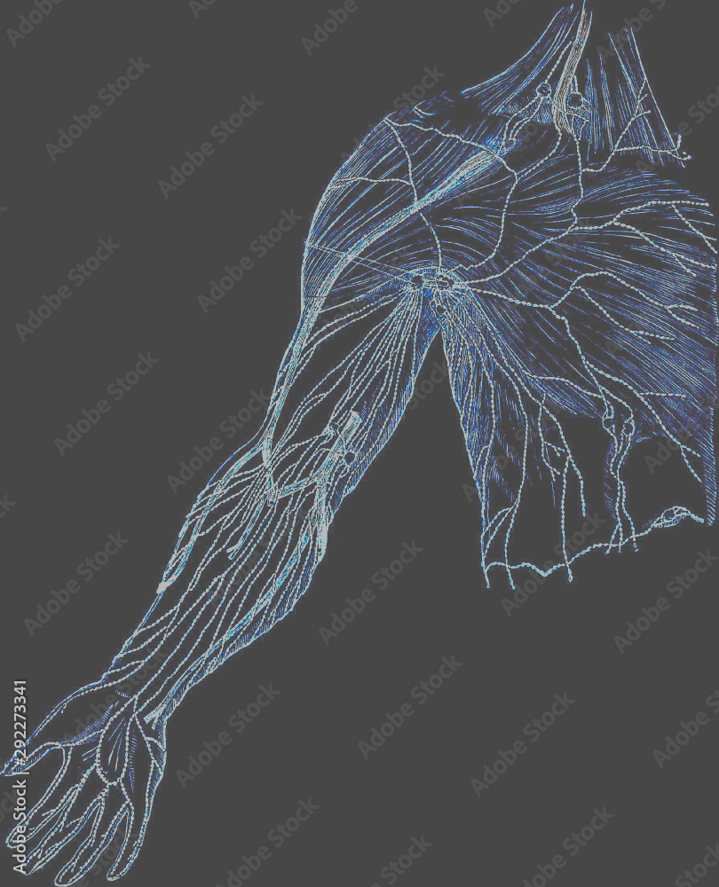 Vector Illustration of Human Body Sketch Stock Vector | Adobe Stock