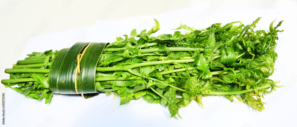 Paco or vegetable fern ( Diplazium esculentum ) isolated on white ...